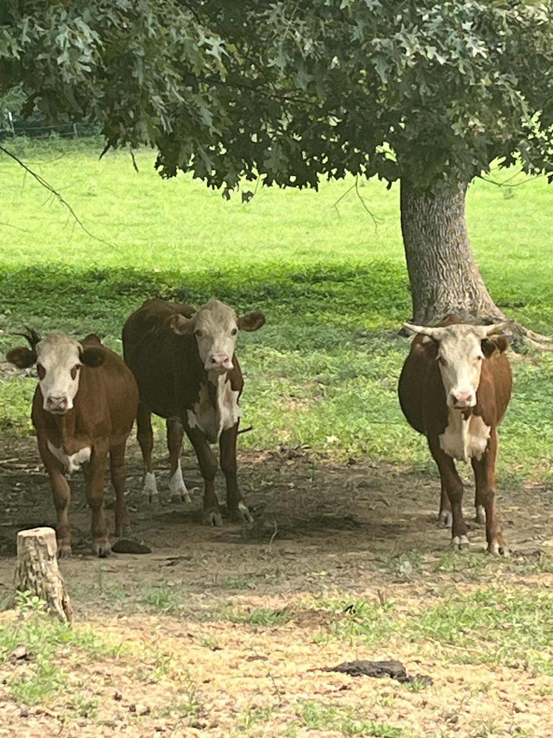 Pickettville – Pickettville Farms